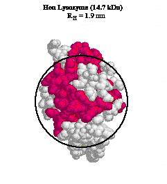What_is_a_typical_protein_hydrodynamic_size_