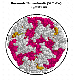 What_is_a_typical_protein_hydrodynamic_size_