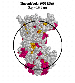What_is_a_typical_protein_hydrodynamic_size_